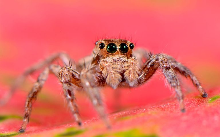 Are Jumping Spiders friendly? - The Spider Blog Are Jumping Spiders friendly? - The Spider Blog